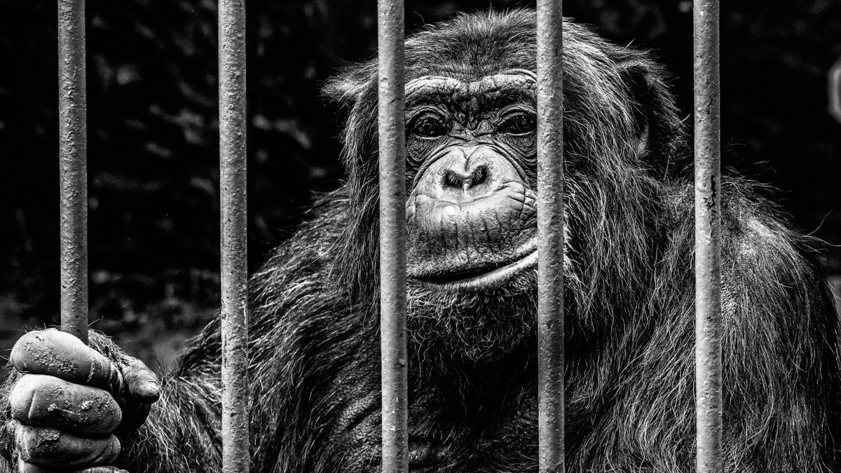 El Carcelero – El Buddha Desnudo